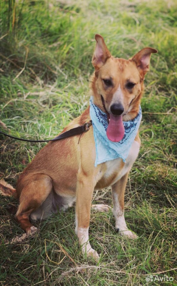 Собачка Сандра ищет свою семью