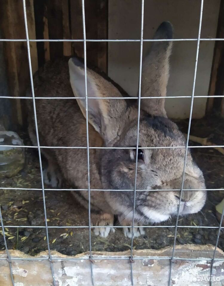 Мясо кролика