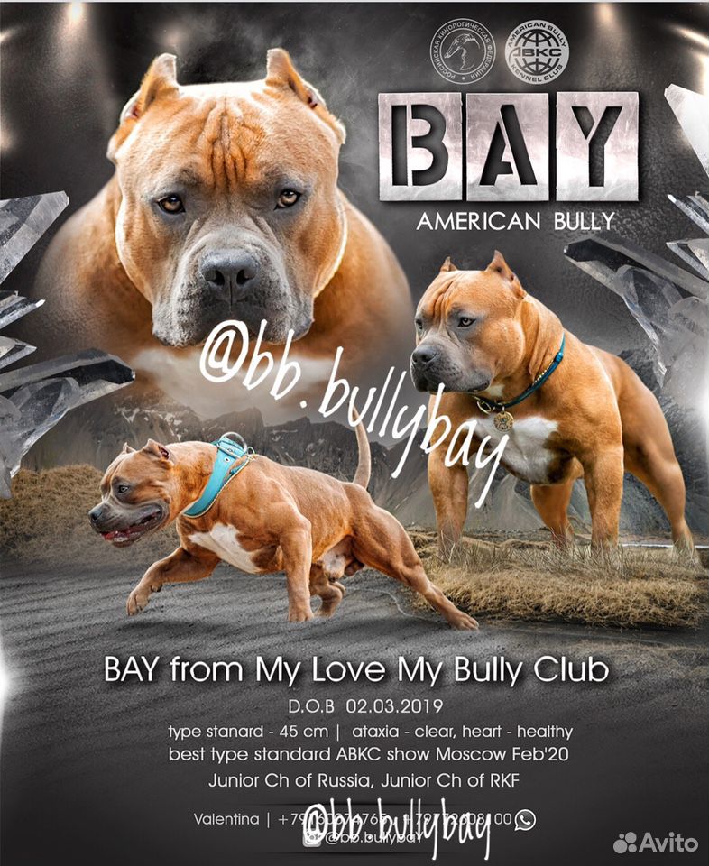 Американский булли вязка
