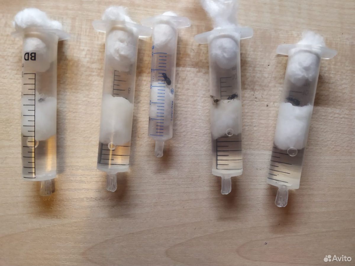 Матка Lasius Niger