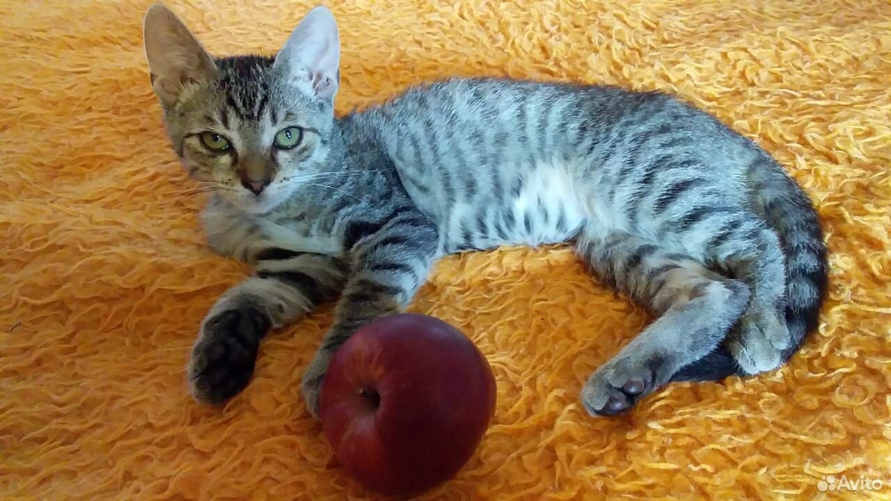 Котёнок