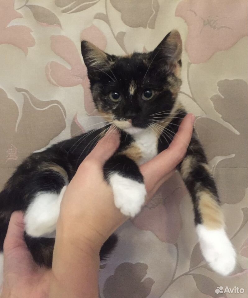 Котёнок трехцветная кошечка 3 месяца в добрые руки