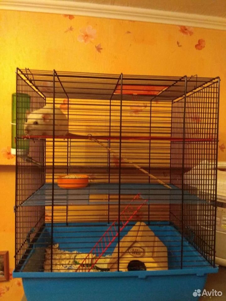 Крыса Дамбо с клеткой