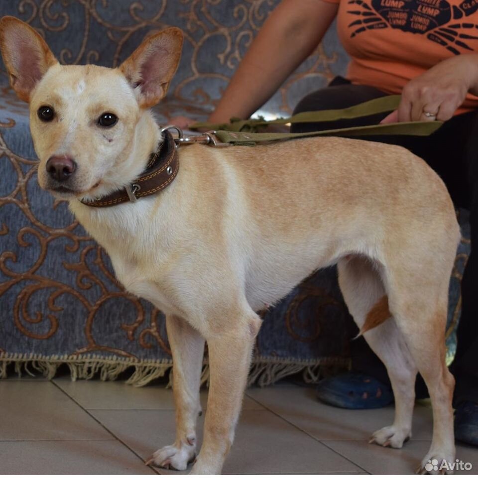 Собака девочка в добрые руки