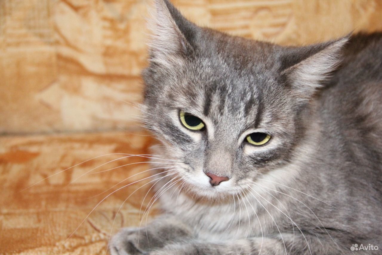 Кошечка Диана ищет дом