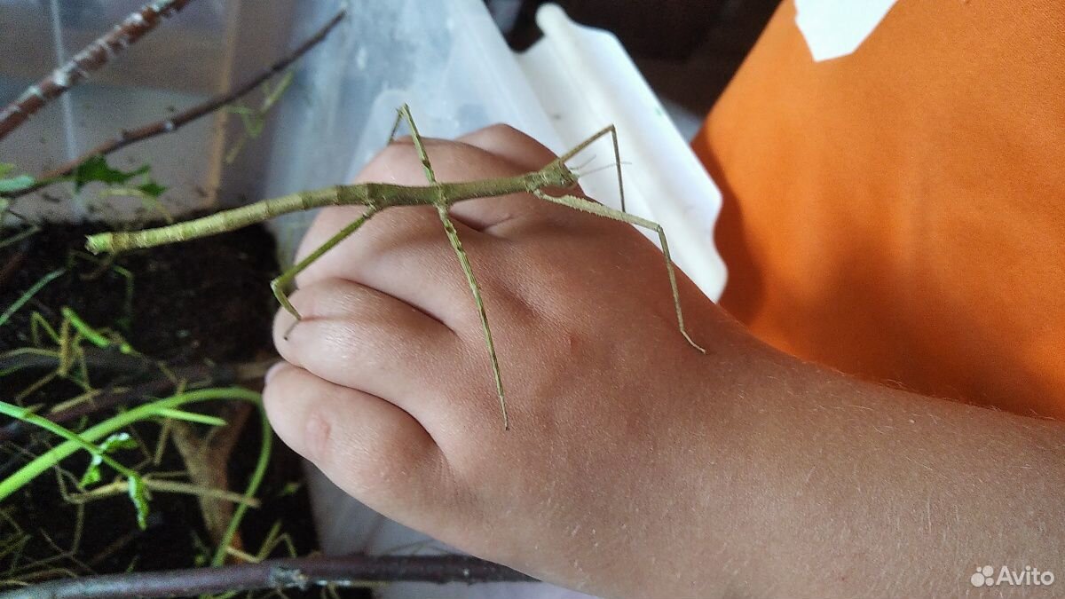 Анамский палочник