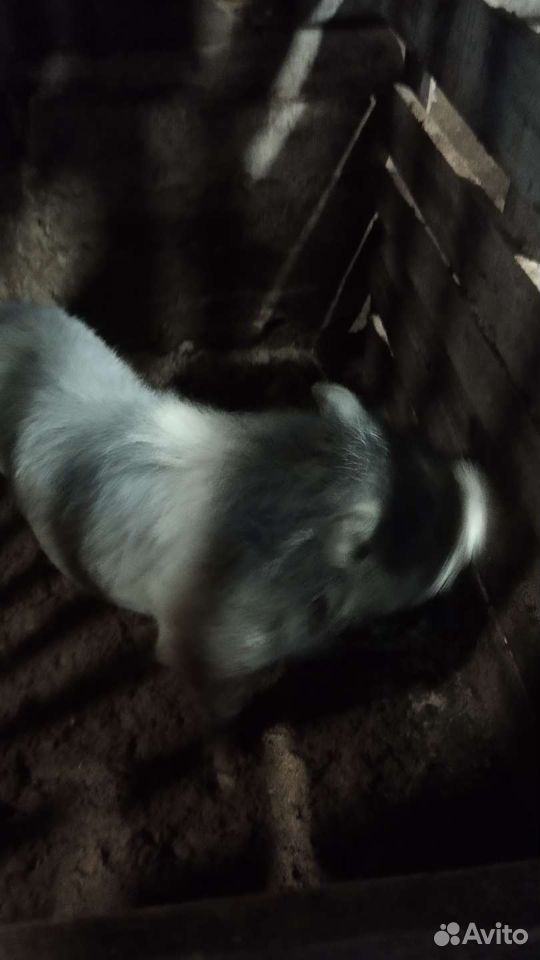 Хряк производитель вьетнамский веслобрюхий свиньи