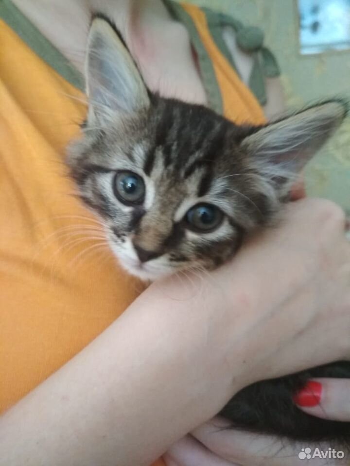 Котёнок Митис Бобобтейла в добрые руки