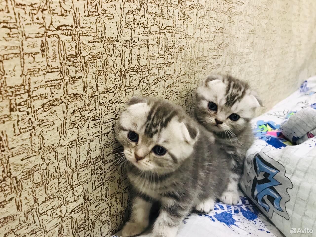 Продаю котят шотландцы - мальчик и девочка