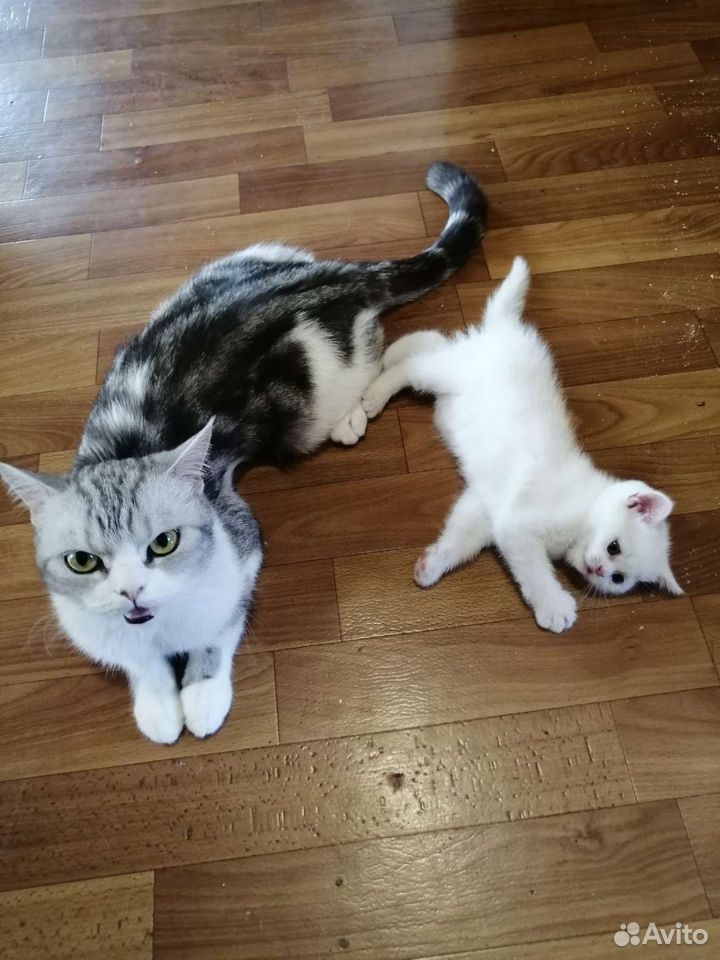 Шотландский котёнок