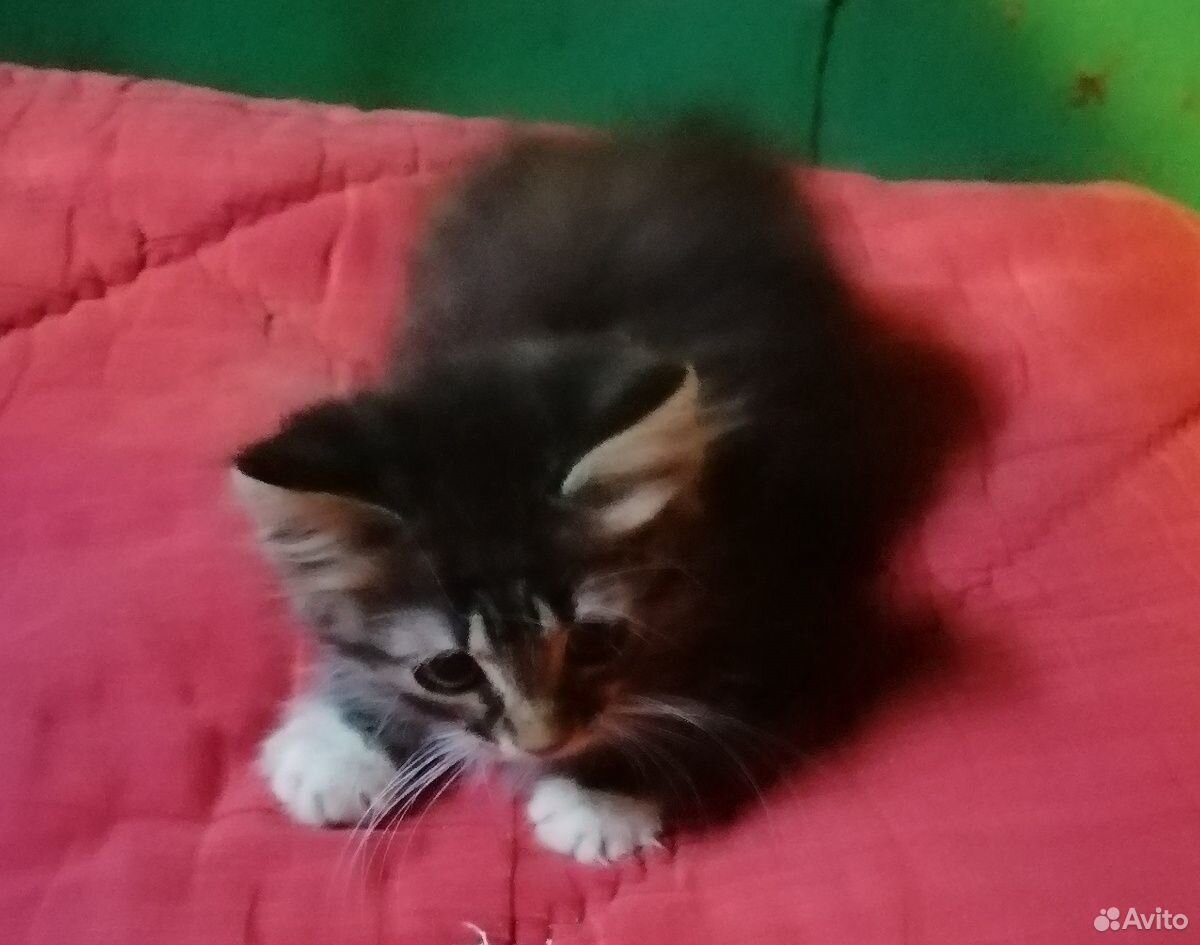 Кошка