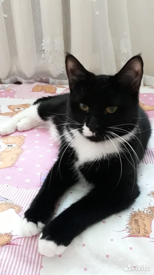 Кошка Алиса