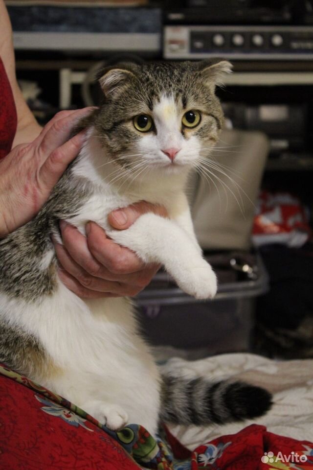 Ищем хозяев