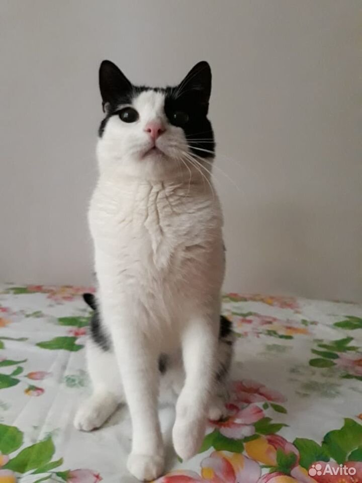 Кот