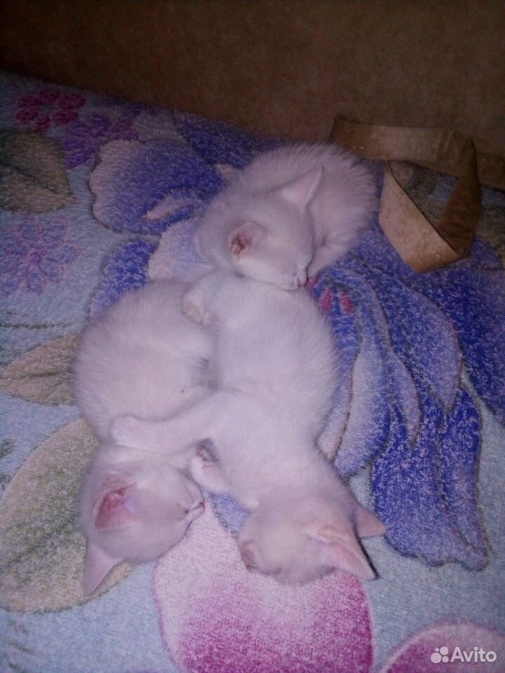 Котята