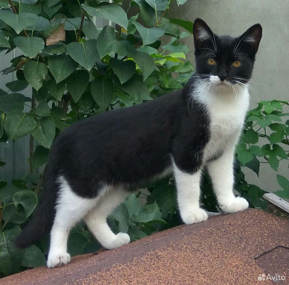 Котёнок в сапогах