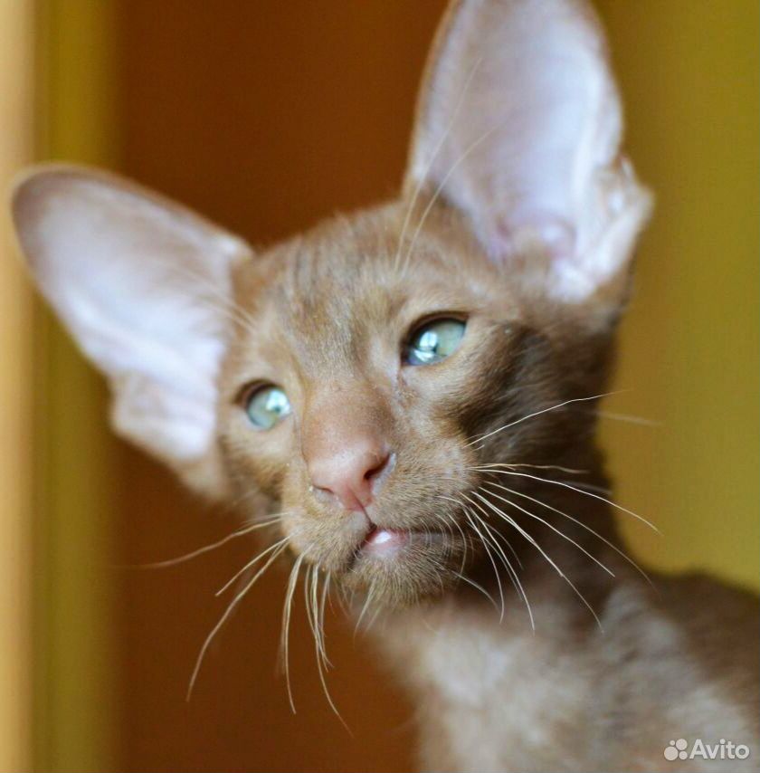 Ориентальная кошечка чудесная красотка