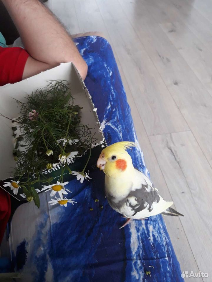 Улетел попугайчик