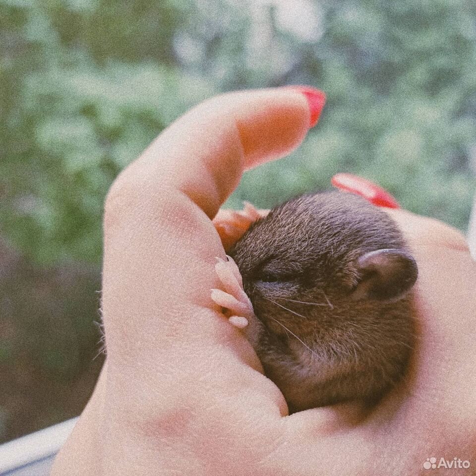 Крыса Дамбо