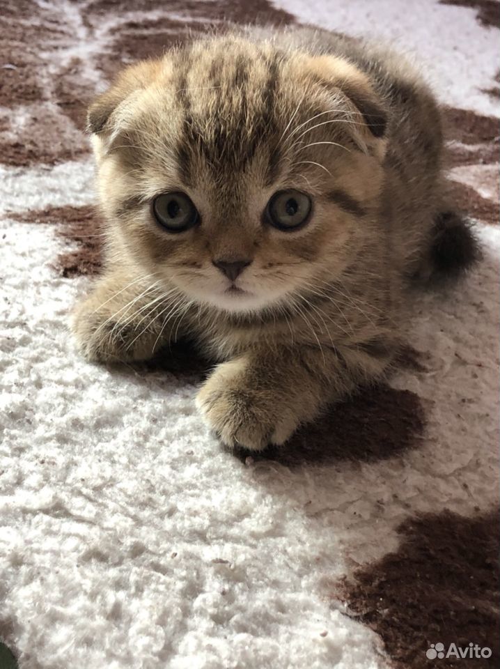Котята
