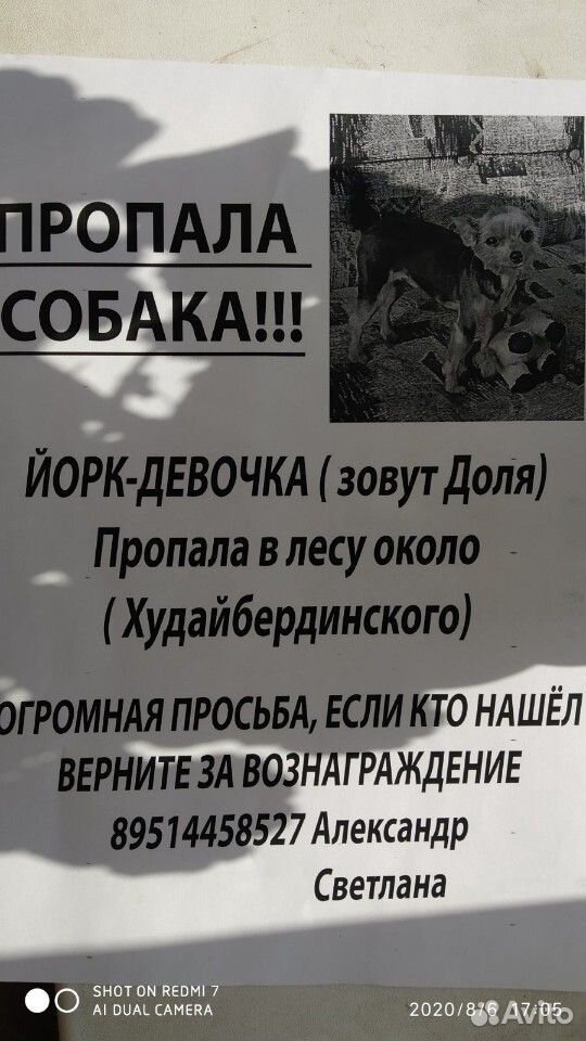 Йоркширский терьер потерялась собака