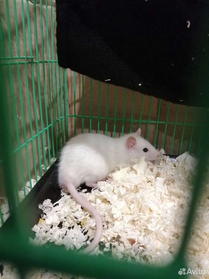 Красивая белая крыса, мальчик 2 мес