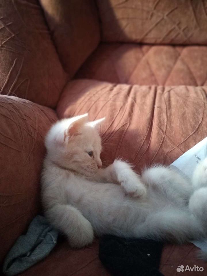 Британские няшечки