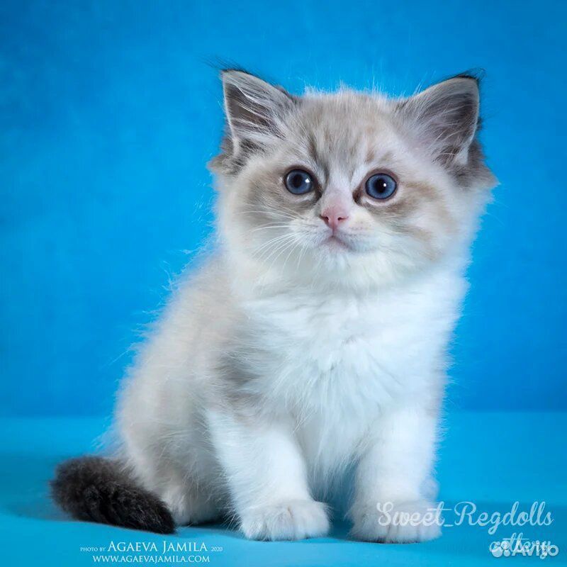 Малыш Регдолл