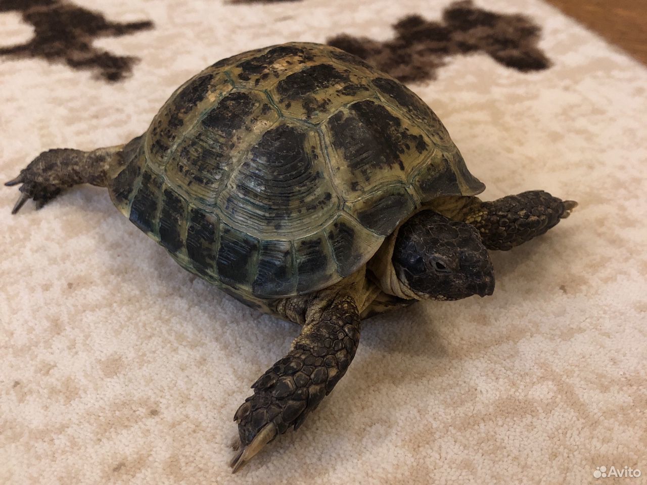 Сухопутная черепаха