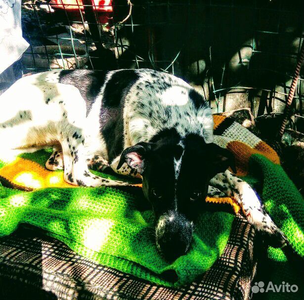 Щенок Пулька, 6 мес