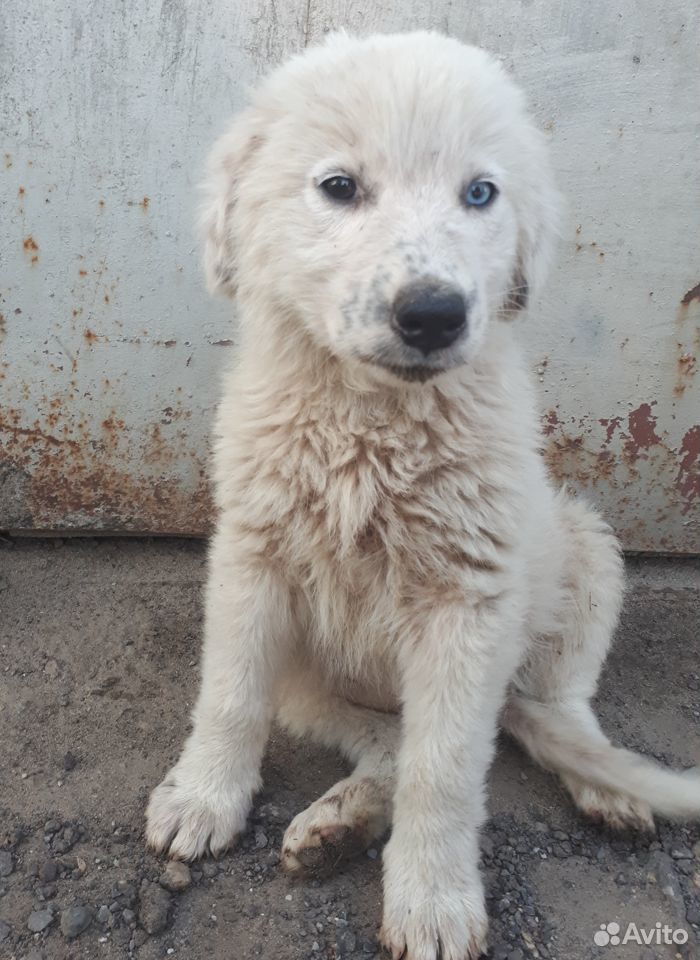 Щенок с разноцветными глазами ищет семью