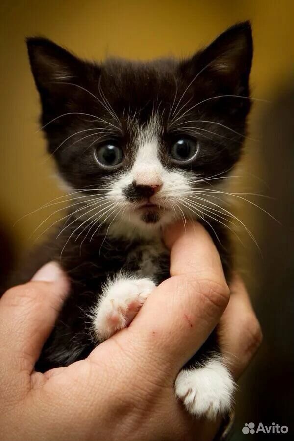 Лучшие котята в вашей жизни