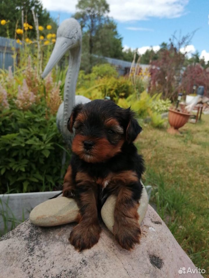 Йоркширский терьер