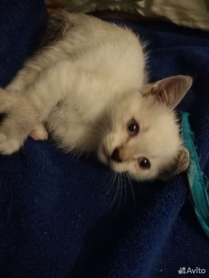 Котёнок ребёнок