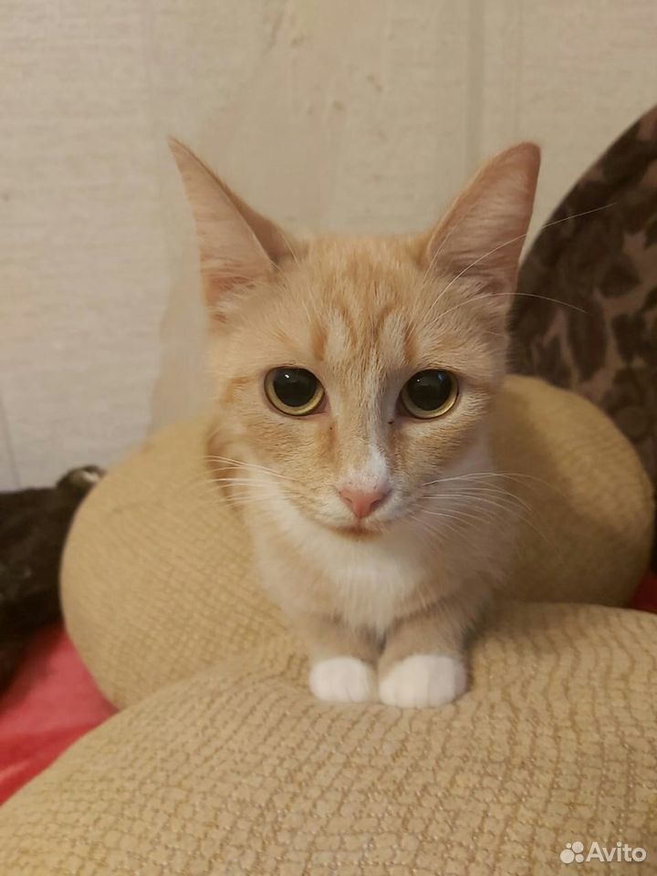 Флер. Котокрасота в добрые руки