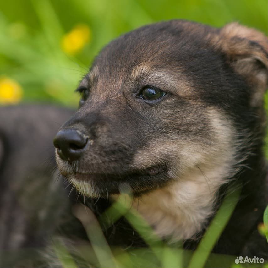 Красавчик Барни ищет хозяина