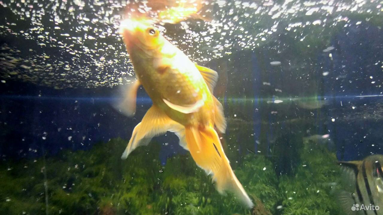 Золотая Рыба