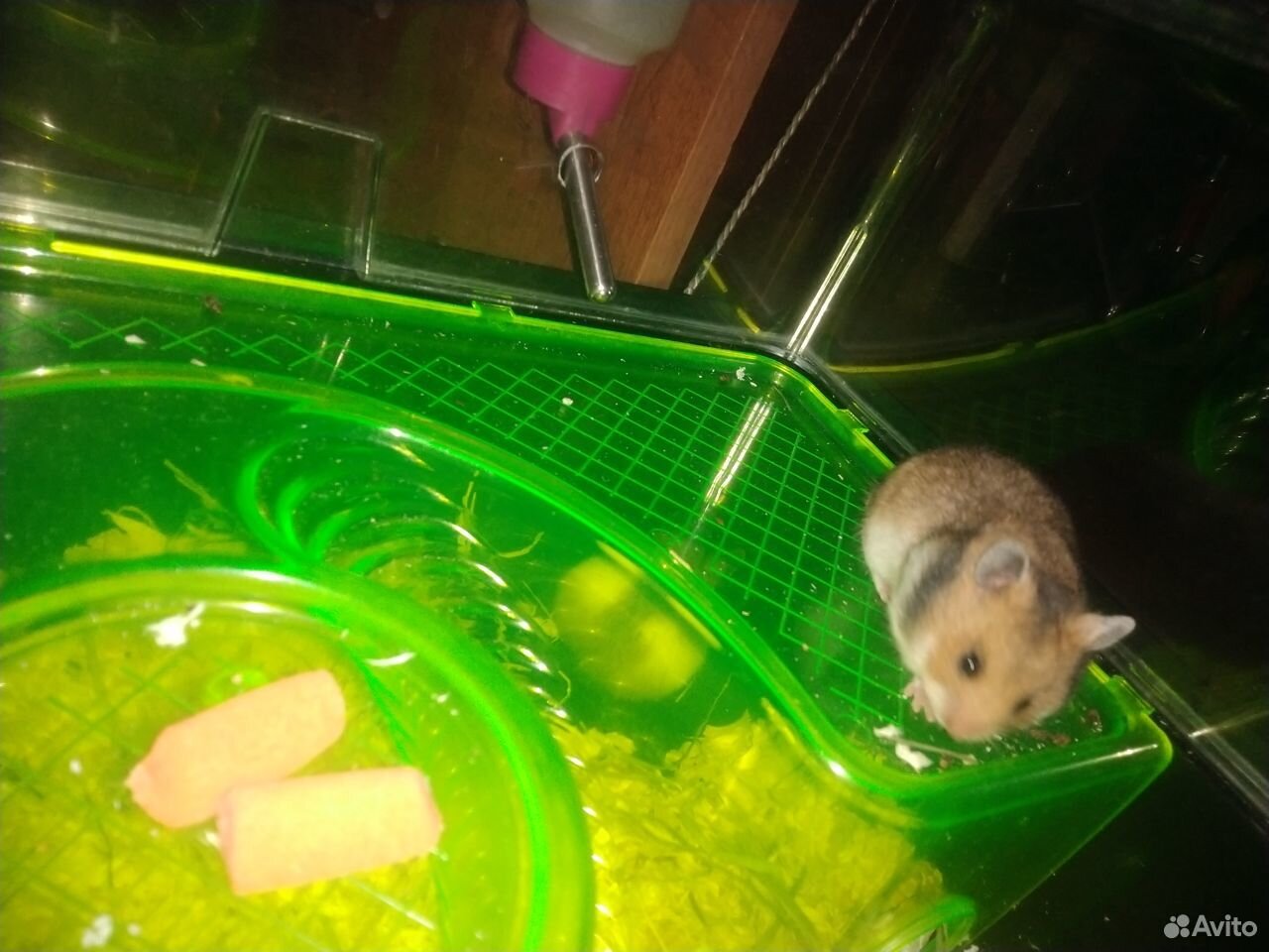 Сирийский хомячок