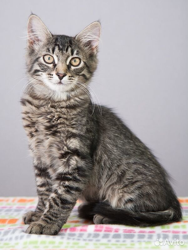 Кошачий ребёнок Оська в дар