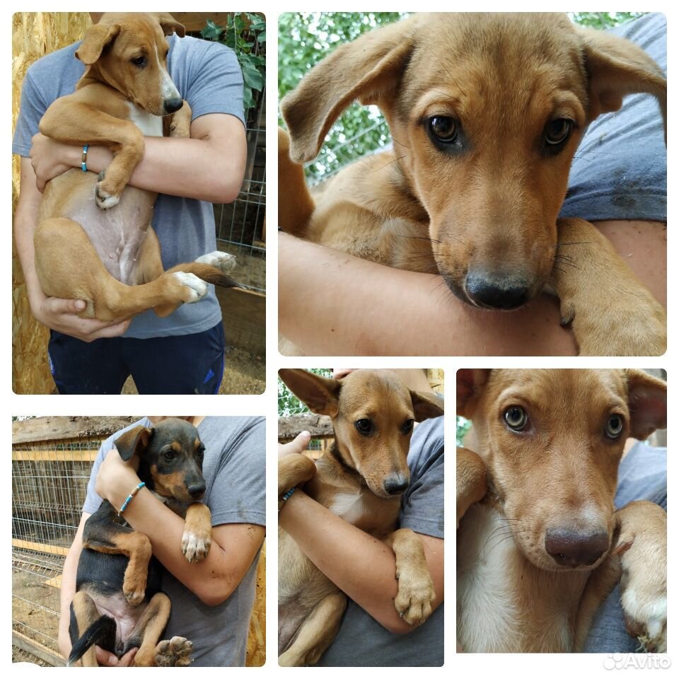 Щенки в добрые руки (девочки)