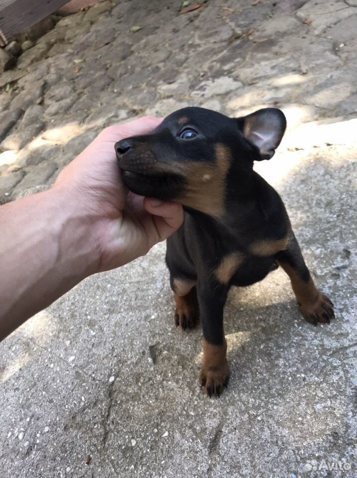 Ягдтерьер щенки