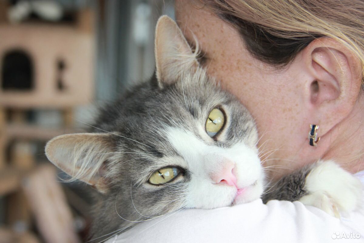 Трогательный котик в добрые руки