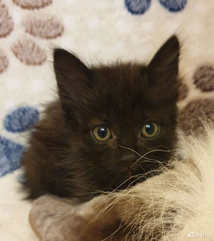 Необычная пушистая Трюфелька