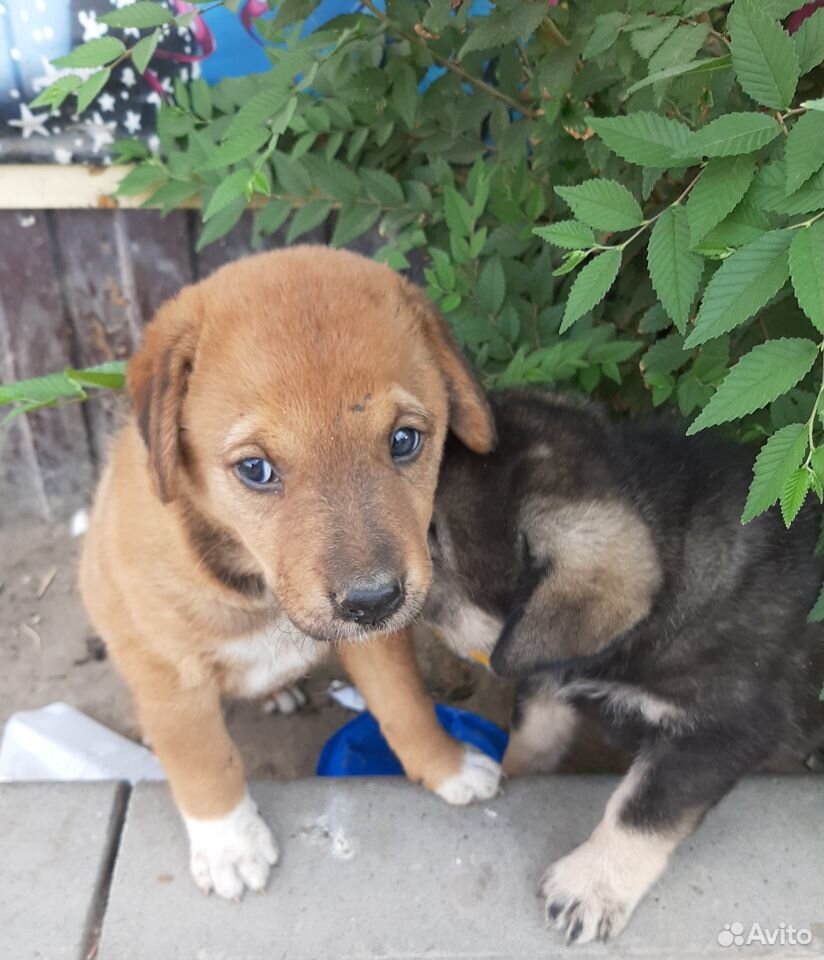 Щенятки - в самые добрые руки