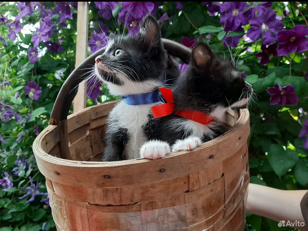 Корзина счастья