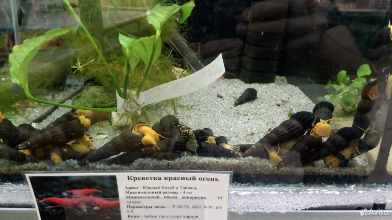Улитка кролик