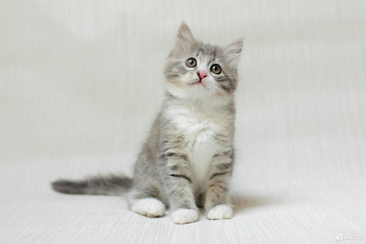 Котенок Тыковка. В дар. 2,5 мес