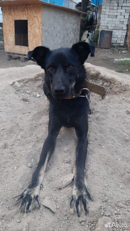 Собака