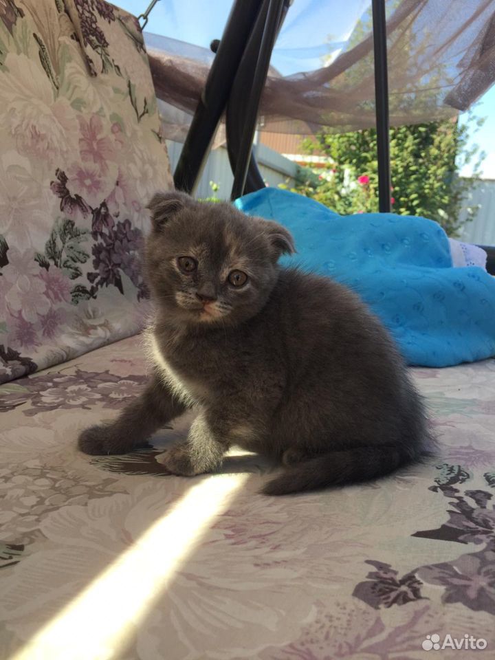 Шотландские котята