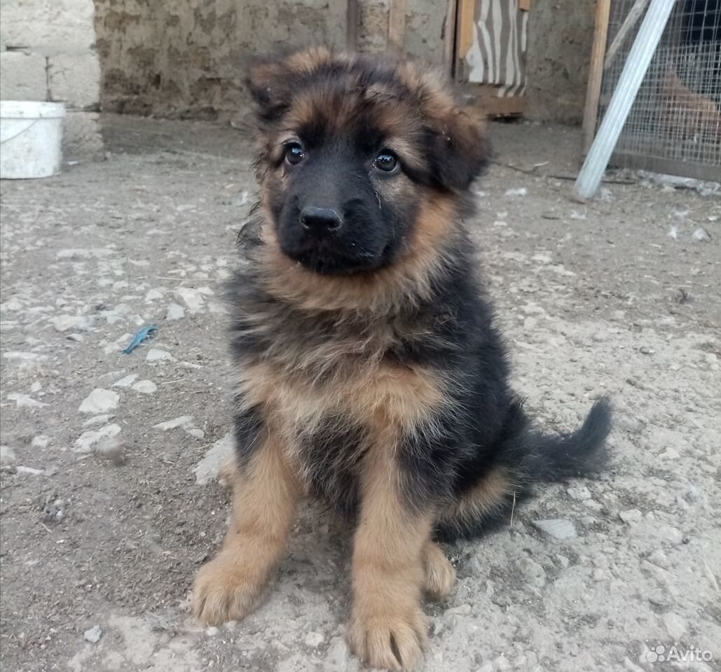 Немецкая овчарка